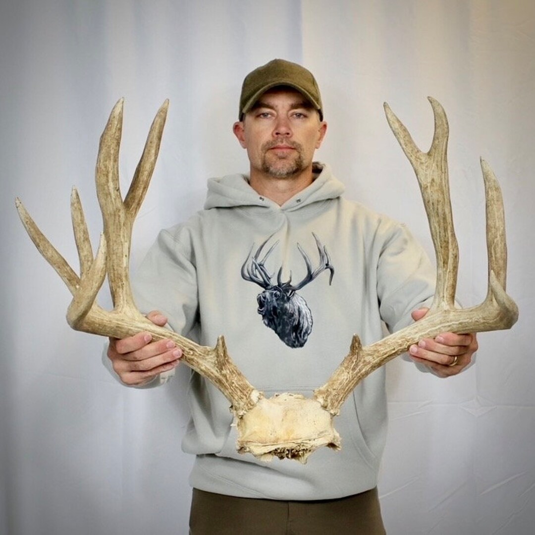 Thick 5x6 Heavy Wild Mule Deer Skull Cap Antler Horn Deer Mount ...