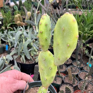 Opuntia Canterae Elata Ground Crawling Cactus 9" Tall This Plant - Etsy