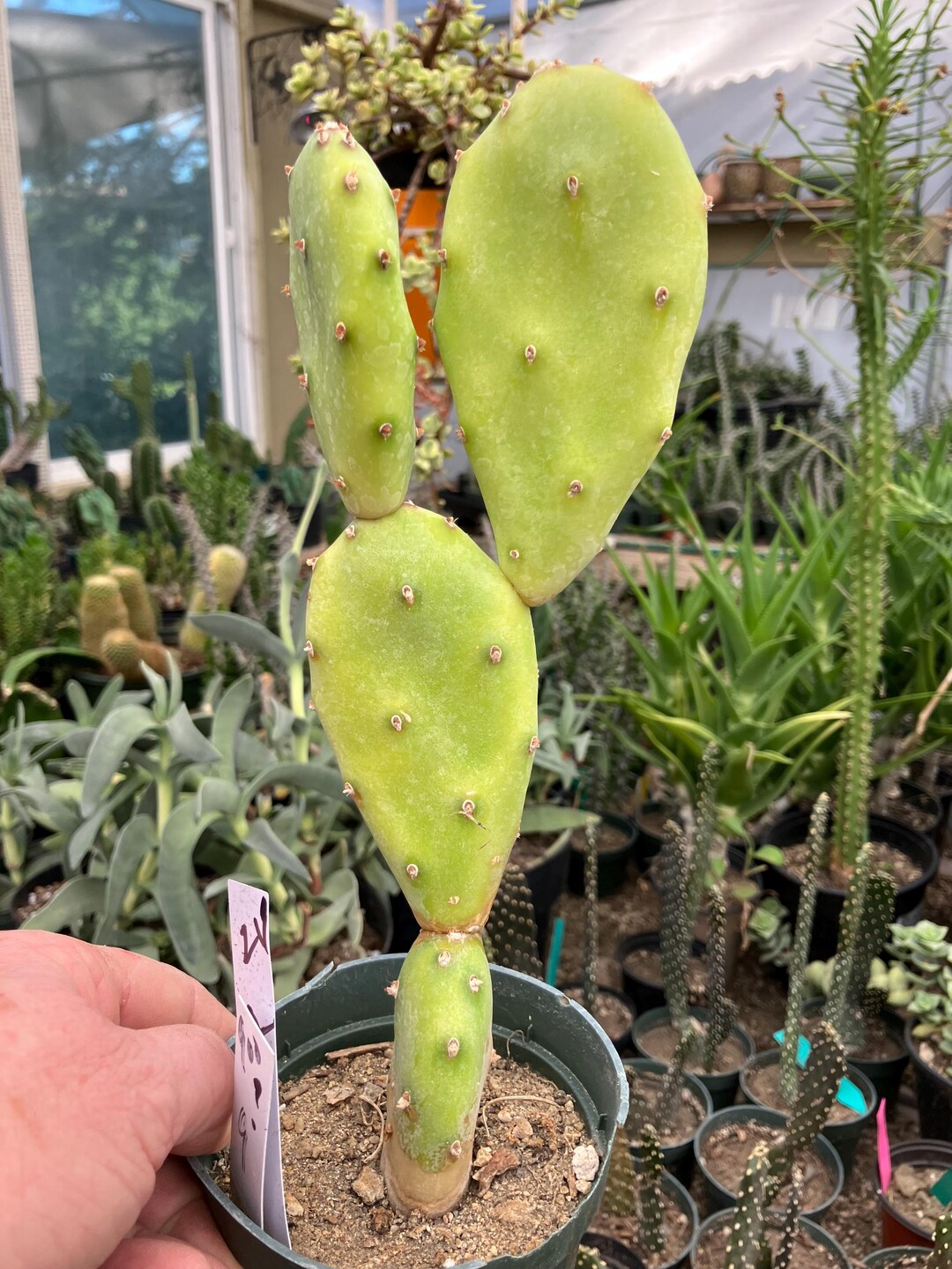 Opuntia Canterae Elata Ground Crawling Cactus 9" Tall This Plant - Etsy