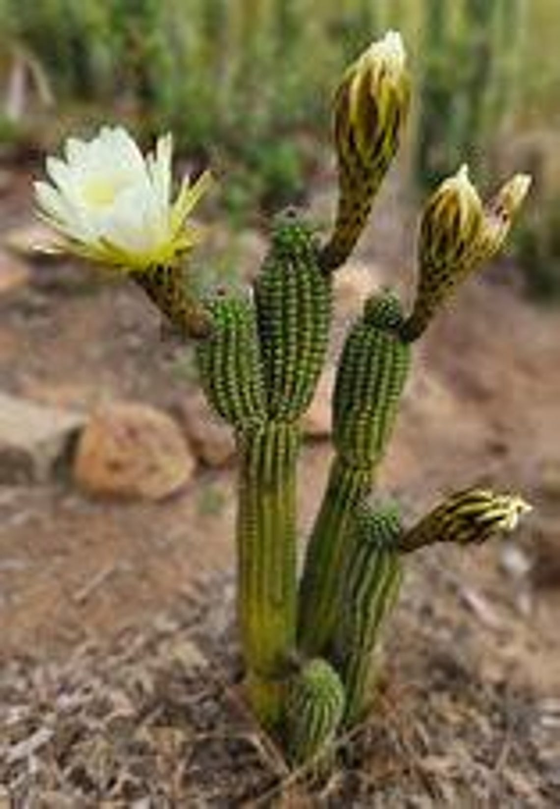 Pachycereus Pecten~ Aboriginum Hairbrush Cactus 6.5" Tall - Etsy