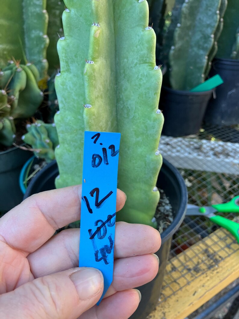 Cereus Peruvianus Night Blooming Cactus Peruvian Apple Cactus 12" Tall ...