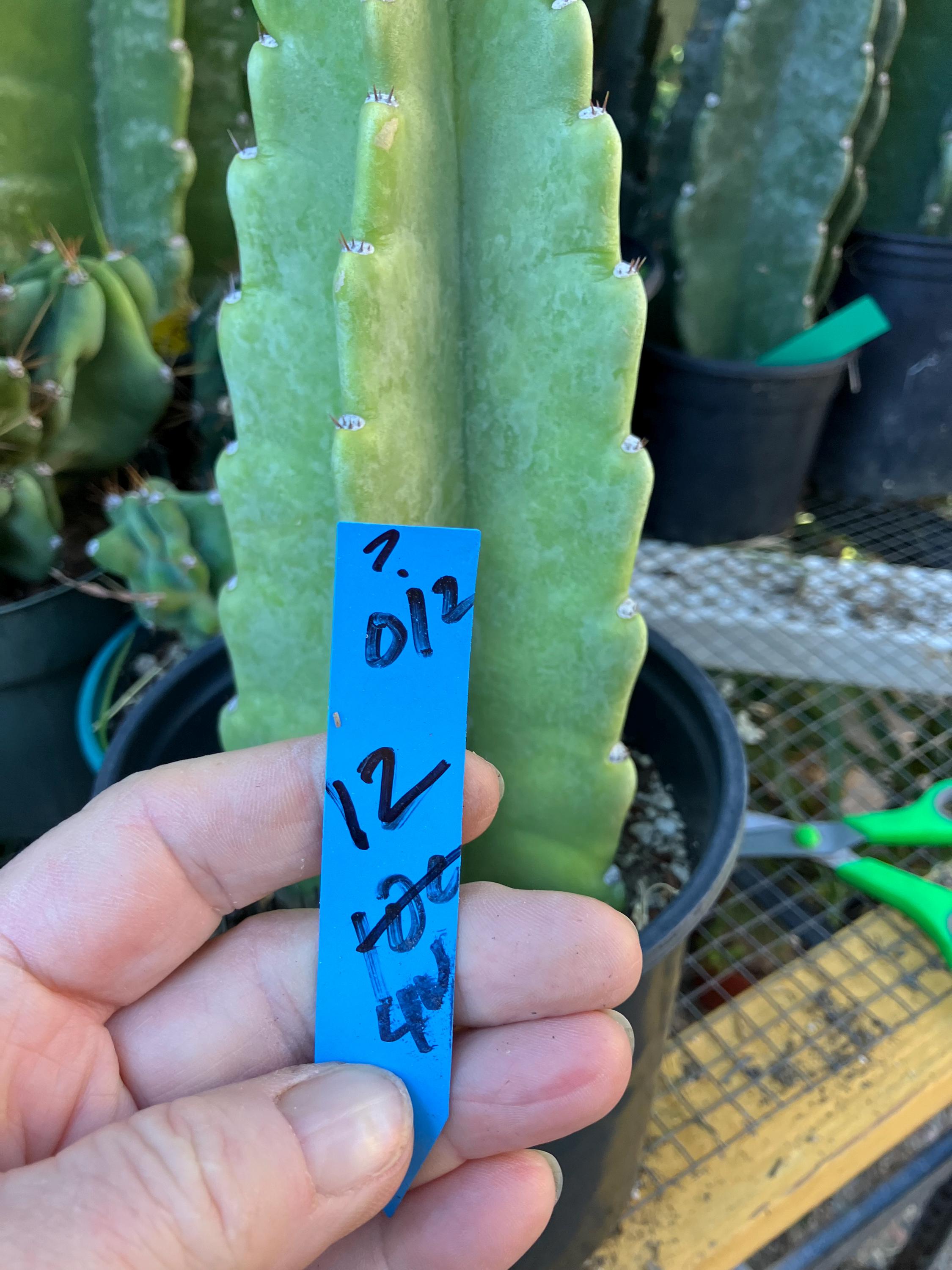 Cereus Peruvianus Night Blooming Cactus Peruvian Apple Cactus 12" Tall ...