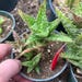 Aloe Juvenna Tiger Tooth 4”tall "this Plant" Bare Root - Etsy