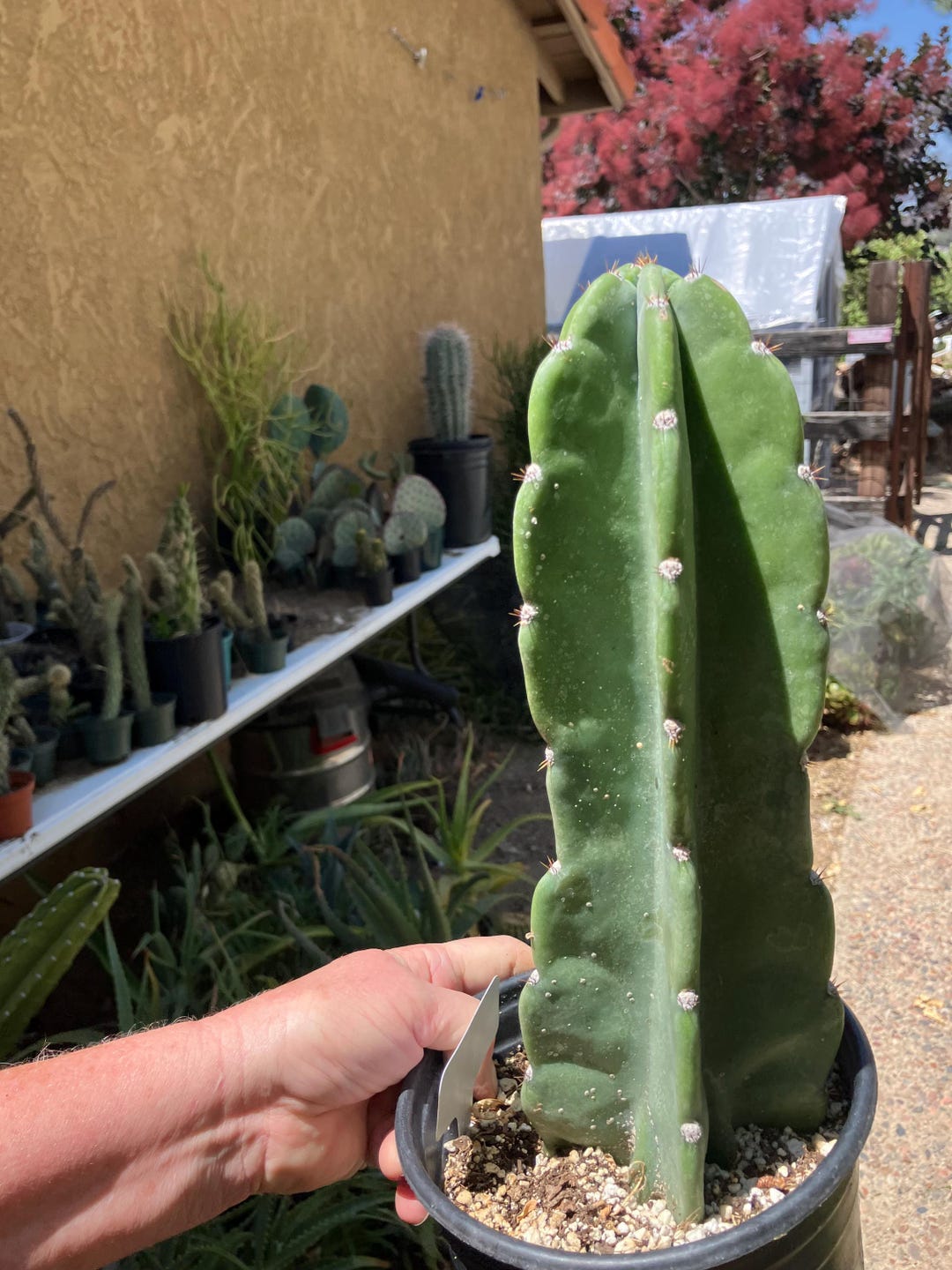 Cereus Peruvianus Night Blooming Cactus Peruvian Apple Cactus 12” Tall ...