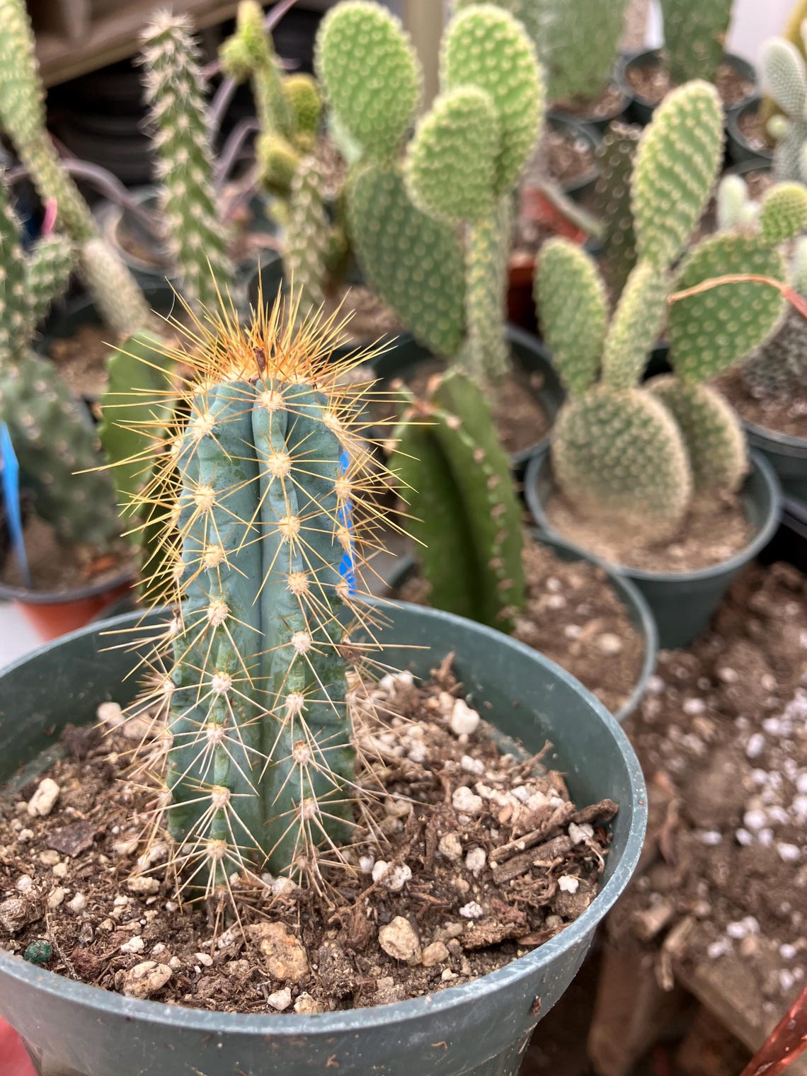 Blue Torch Cactus (pilosocereus Azureus): 3" Tall, Unique Blue - Etsy