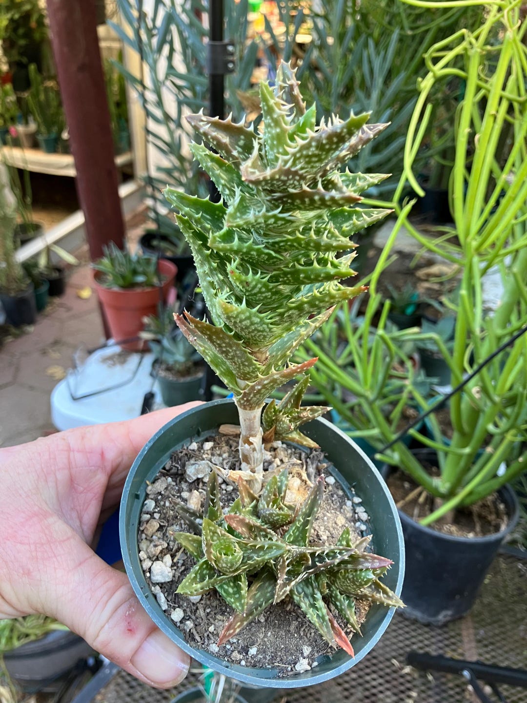 Aloe Juvenna Tiger Tooth 6 Tall this Plant Bare Root - Etsy