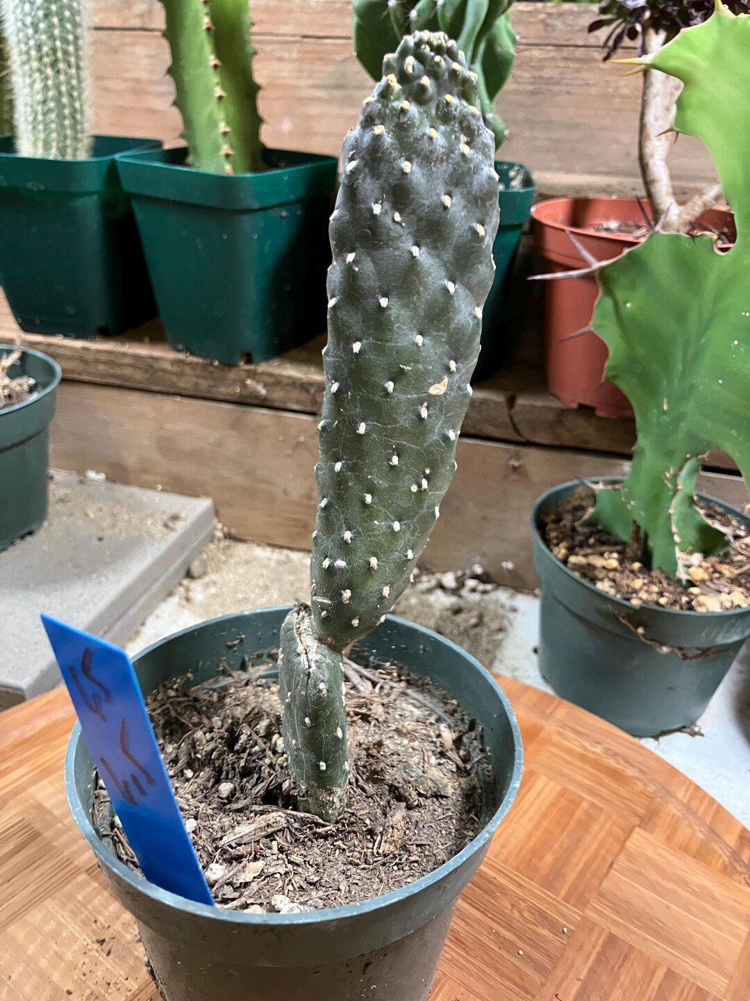 Opuntia Consolea Roadkill Cactus 6.5”tall This Plant - Etsy