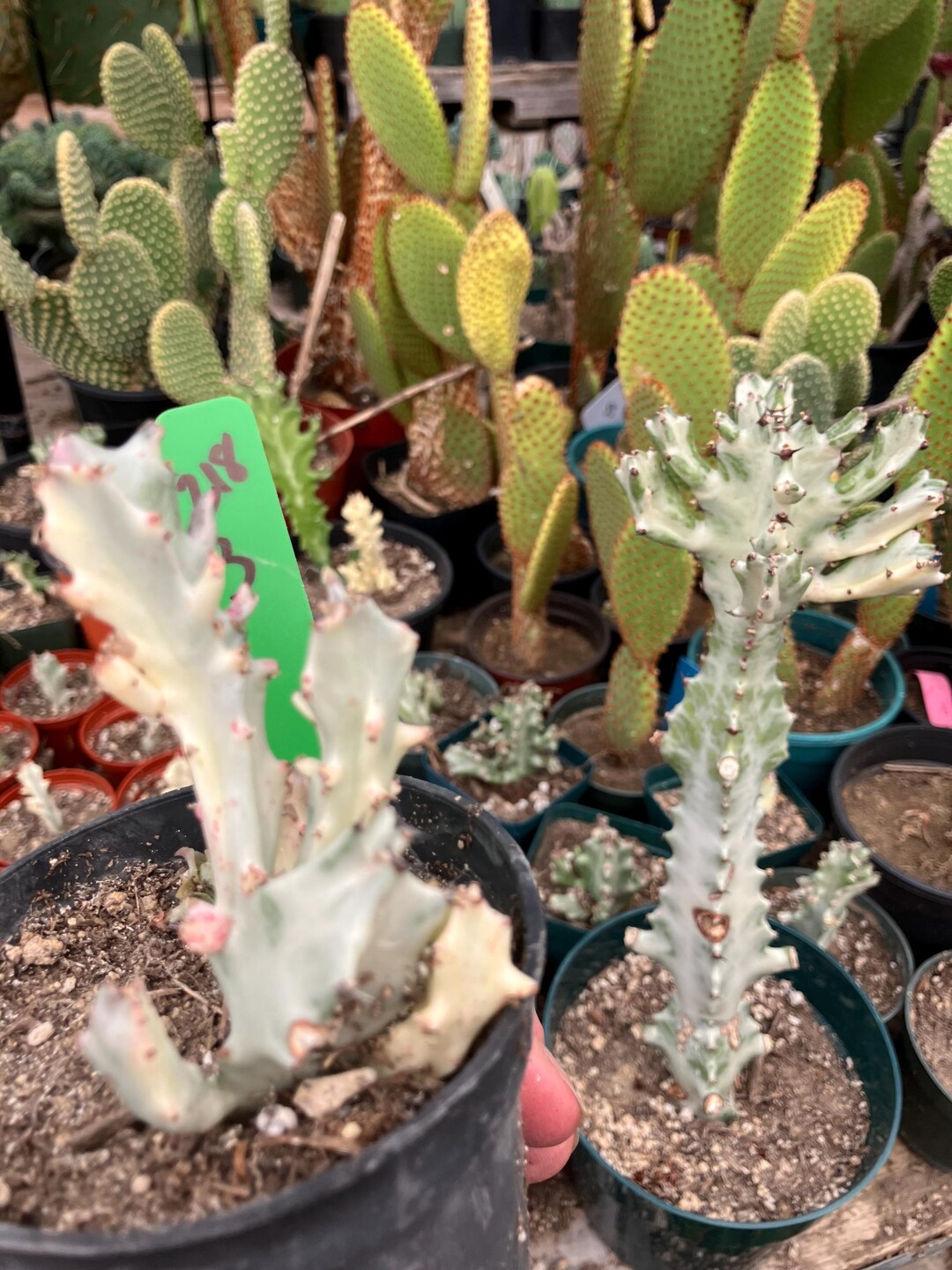 Dragon Tree Bones Euphorbia Lactea: 3" Bare Root Succulent - Etsy