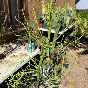 Euphorbia Tirucalli Pencil Cactus 47"tall This Plant - Etsy