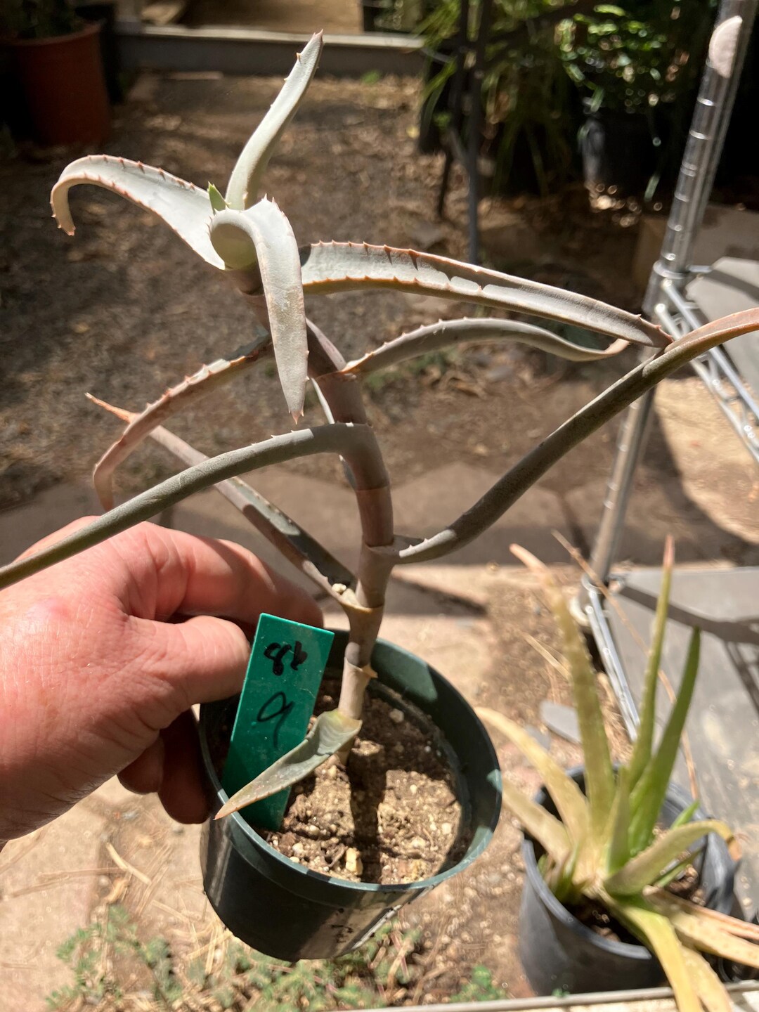 Cotyledon Orbiculata Var Oblonga Flavida Aloe “finger” 9”tall Succulent ...