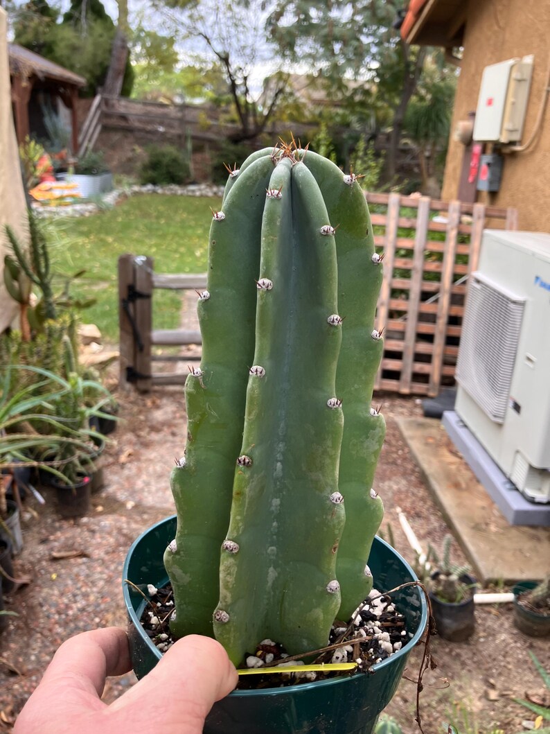 Cereus Peruvianus Night Blooming Cactus Peruvian Apple Cactus 10" Tall ...