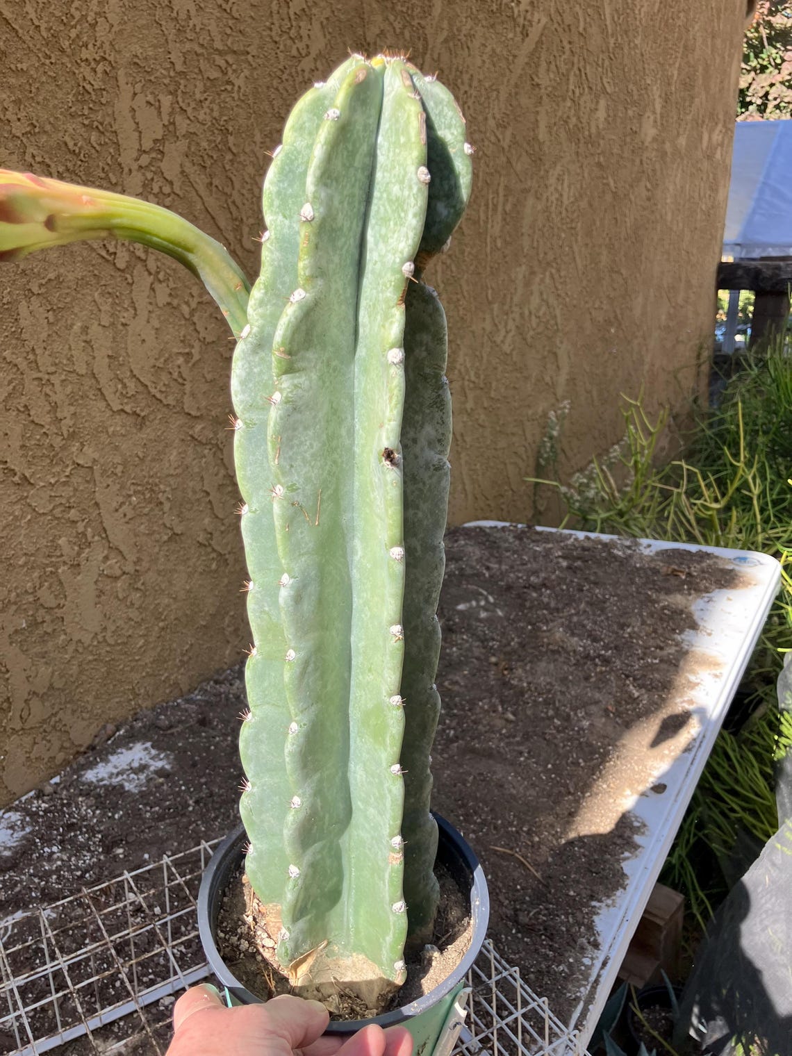 Cereus Peruvianus Cactus 17" Tall Night Blooming Edible Fruit This ...