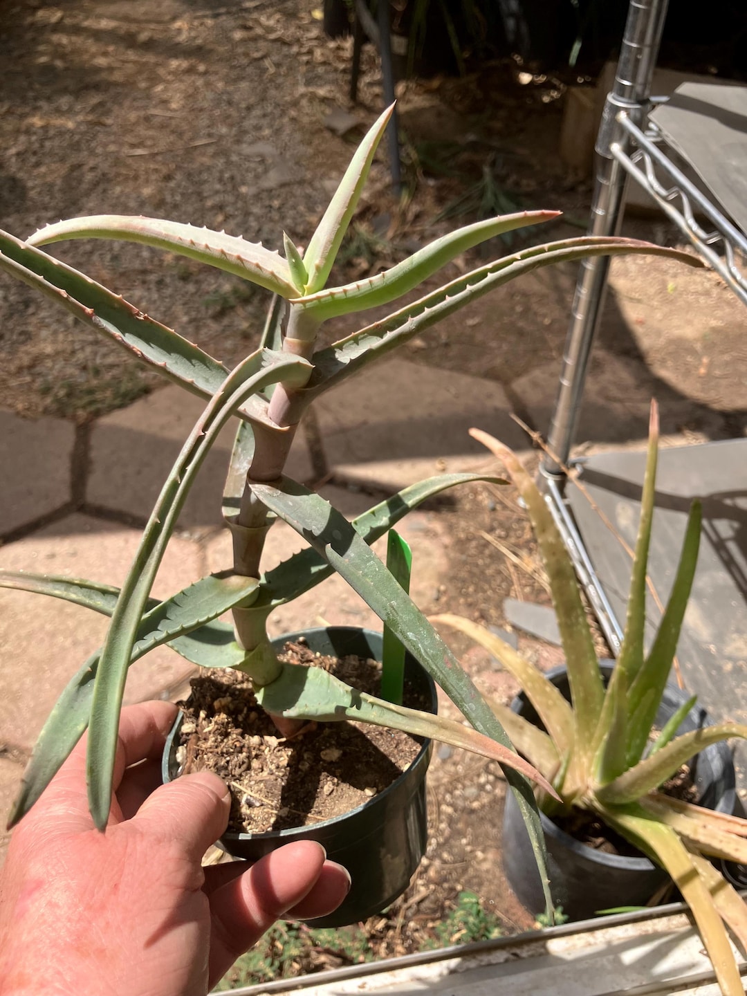 Cotyledon Orbiculata Var Oblonga Flavida Aloe “finger” 9”tall Succulent ...