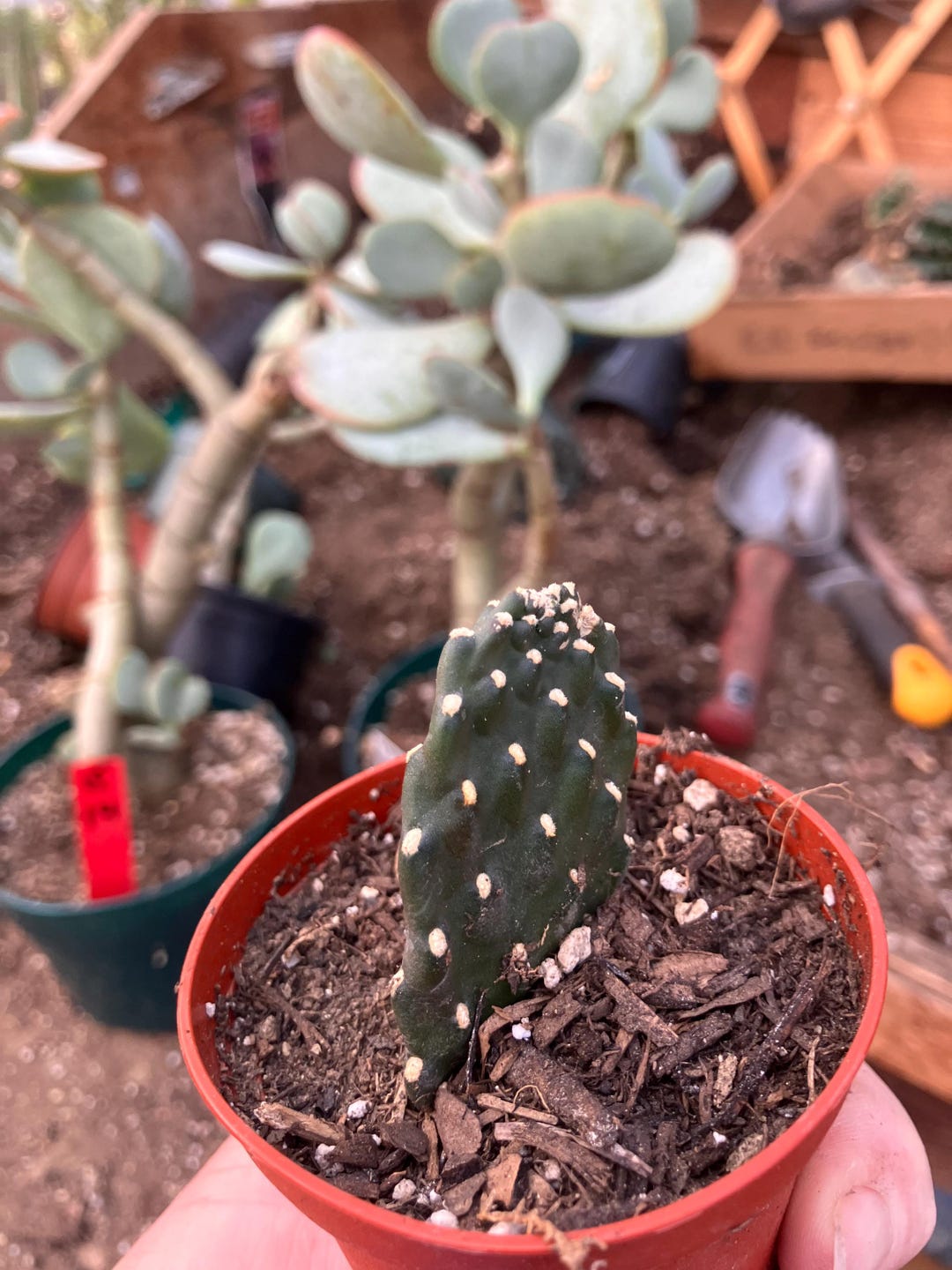 Opuntia Consolea Roadkill Cactus 2”tall This Plant Road Kill COMES WITH ...