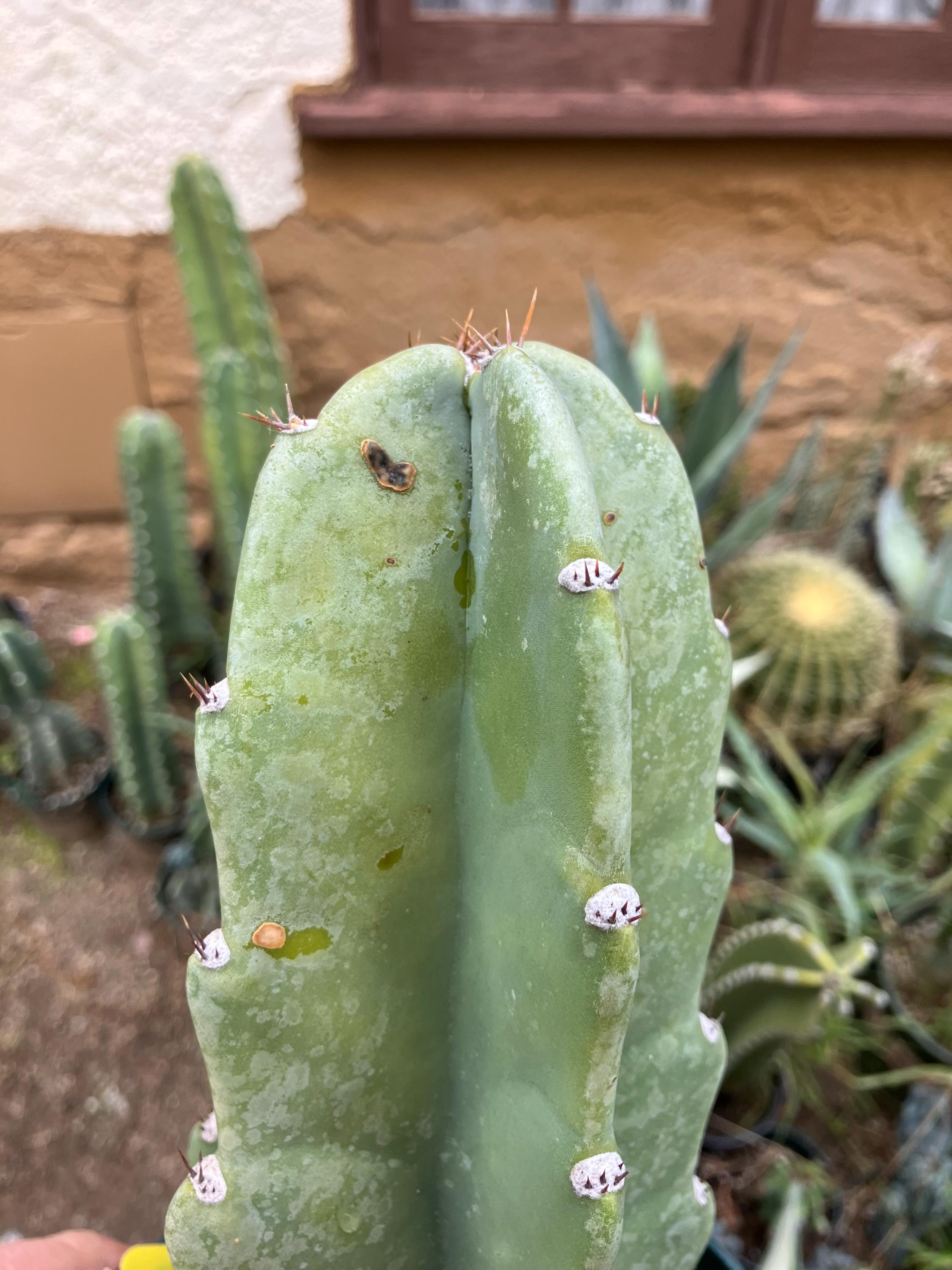 Cereus Peruvianus Night Blooming Cactus Peruvian Apple Cactus 10" Tall ...