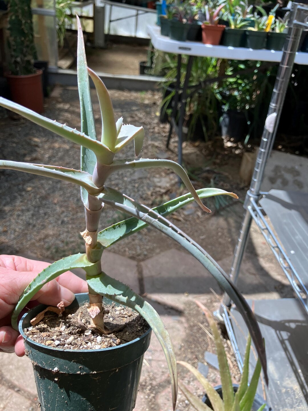 Cotyledon Orbiculata Var Oblonga Flavida Aloe “finger” 8"tall Succulent ...