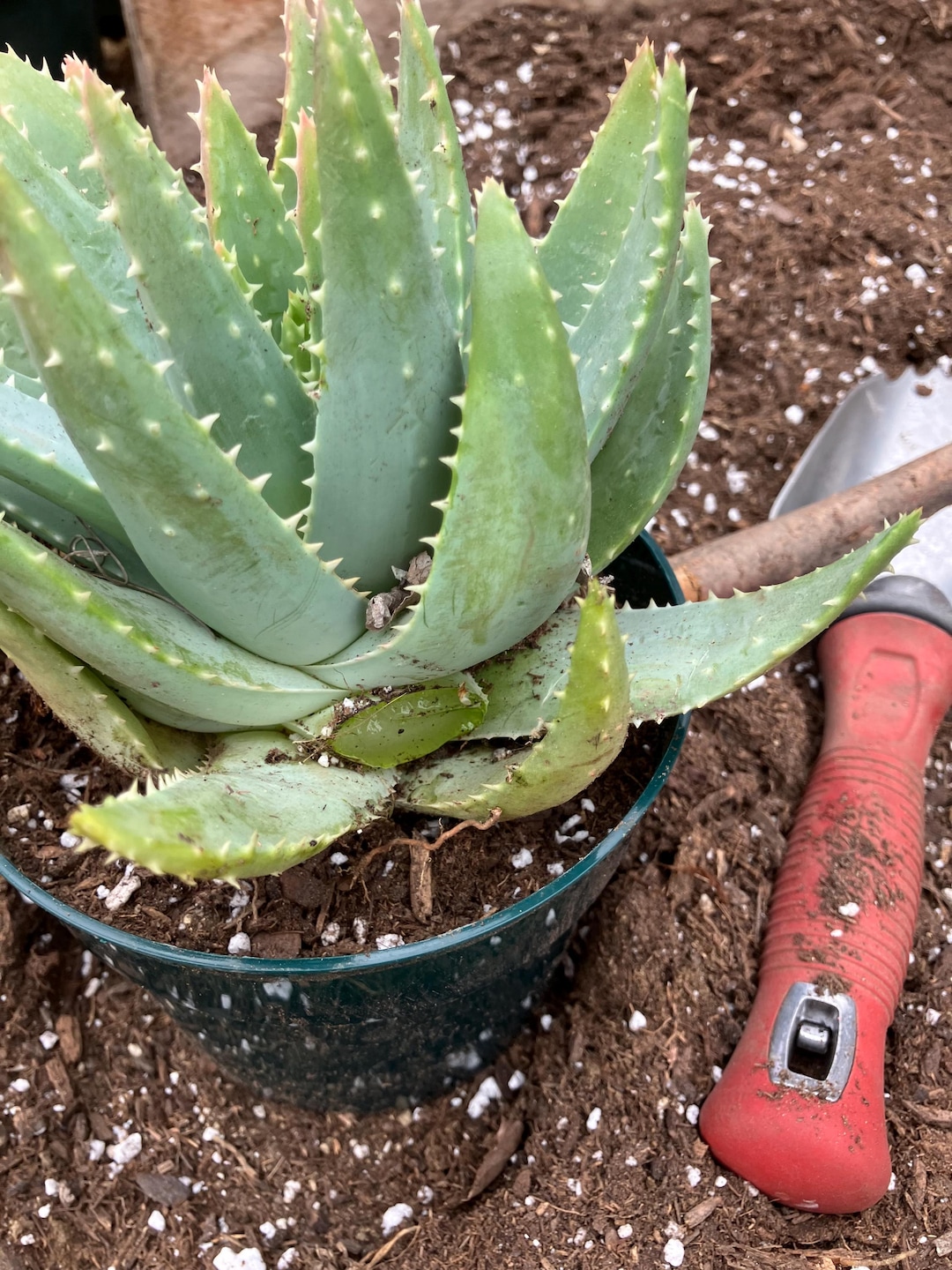 Aloe Brevifolia: Crocodile Short-leaf Clustering Succulent - 5" Wide - Etsy