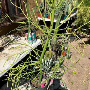 Euphorbia Tirucalli Pencil Cactus 47"tall This Plant - Etsy