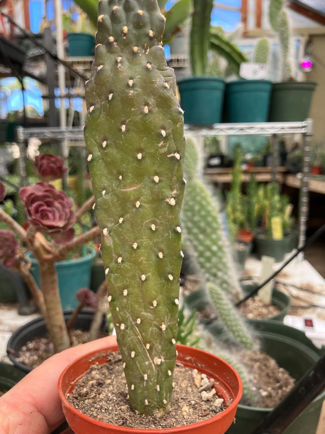 Opuntia Consolea Roadkill Cactus 6tall This Plant - Etsy