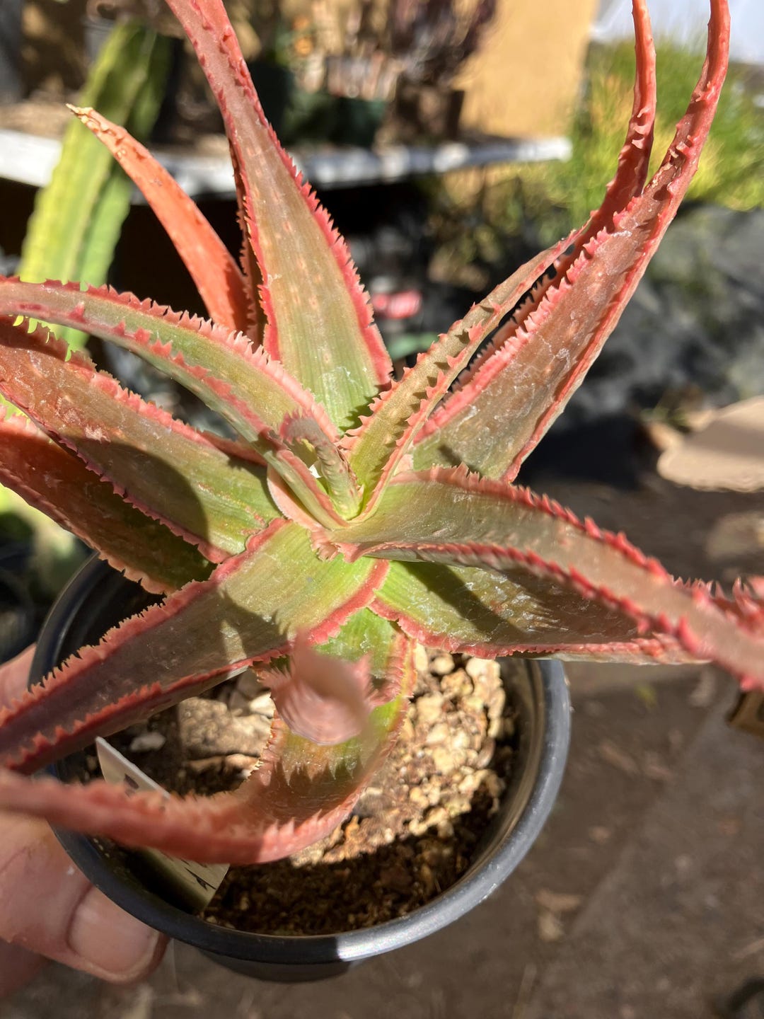 Aloe Swordfish 5wide Succulent - Etsy