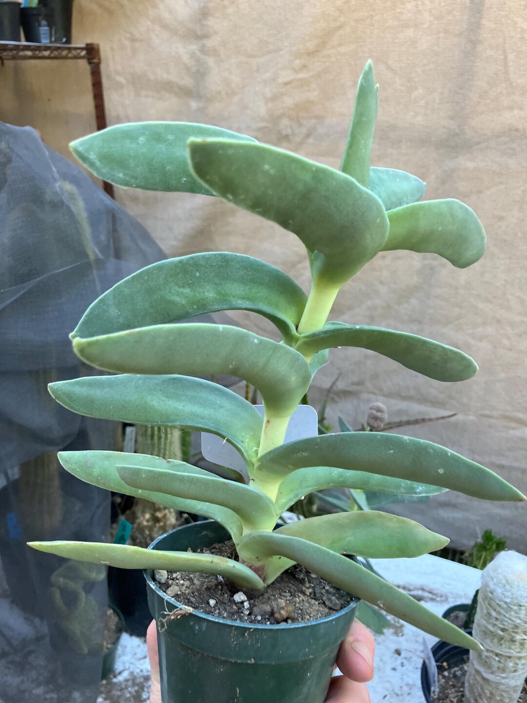 Crassula Falcata Propeller, Airplane Plant Succulent 9tall, 7wide this ...