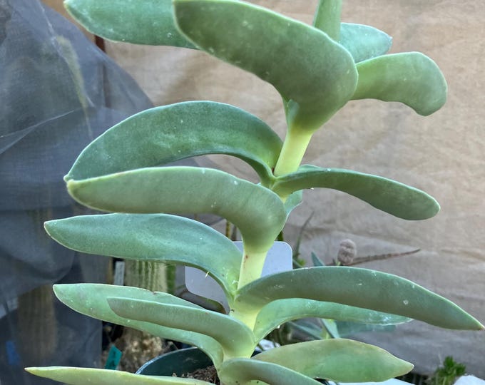 Crassula Falcata Propeller, Airplane Plant Succulent 9"tall, 7"wide ...