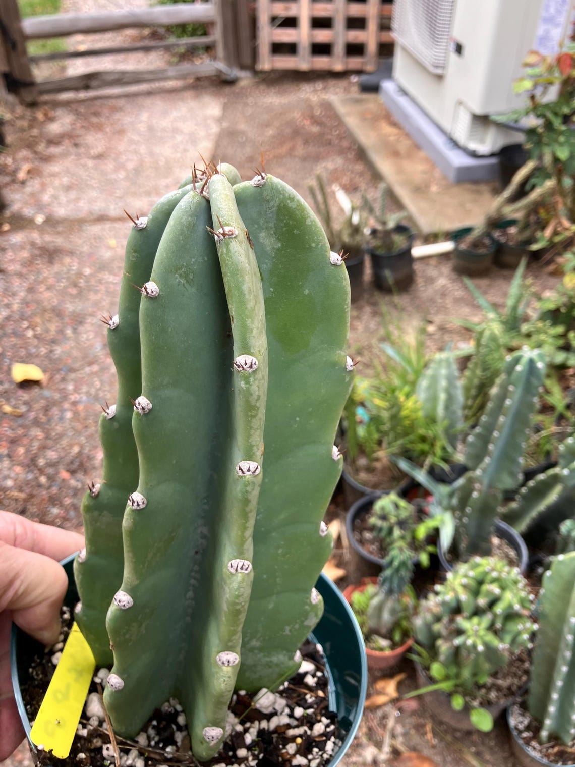 Cereus Peruvianus Night Blooming Cactus Peruvian Apple Cactus 10" Tall ...