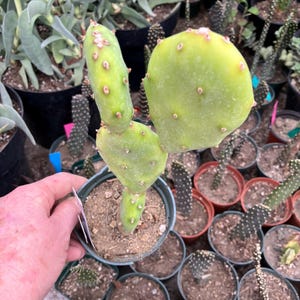 Opuntia Canterae Elata Ground Crawling Cactus 9" Tall This Plant - Etsy
