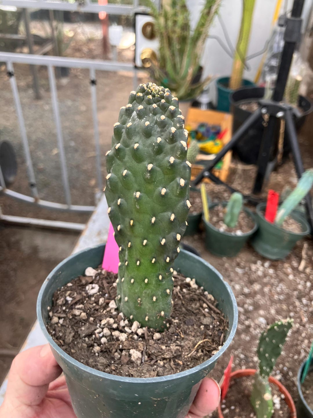 Opuntia Consolea Roadkill Cactus 5”tall This Plant Road Kill - Etsy