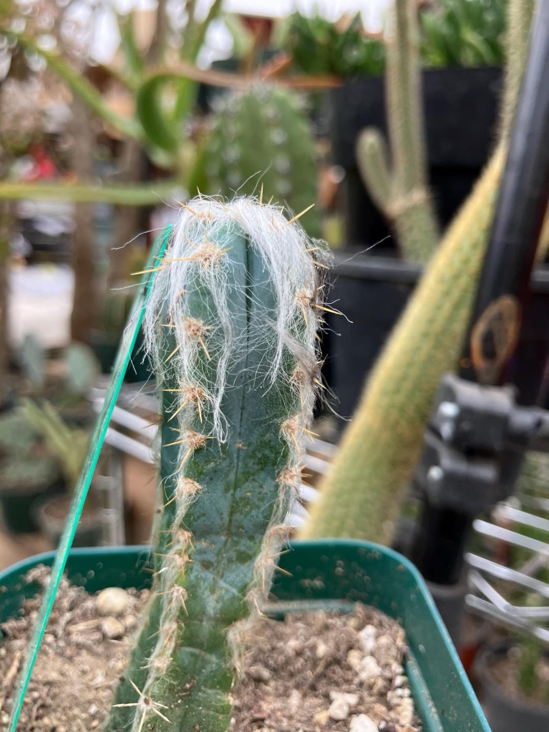 Pilosocereus Cephalocerues Palmeri Cactus 3.5" Tall "free Shipping ...