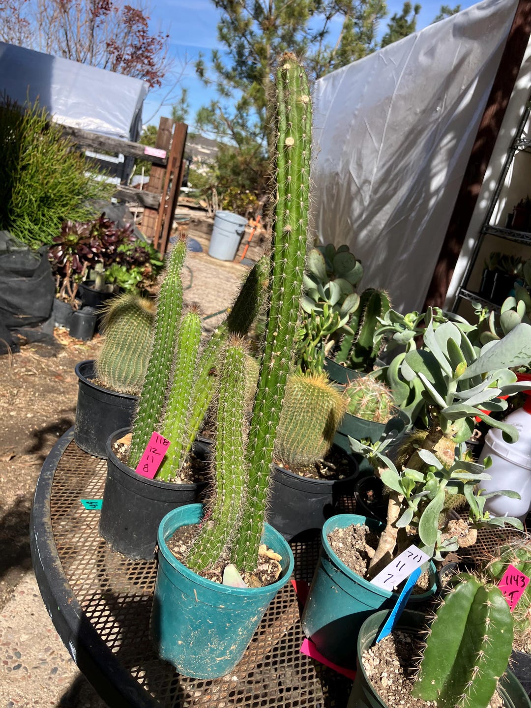 Nyctocereus Serpentinus~ Serpent Cactus Hanging or Ground Crawling Type ...