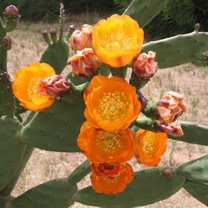Opuntia Canterae Elata Ground Crawling Cactus 9" Tall This Plant - Etsy