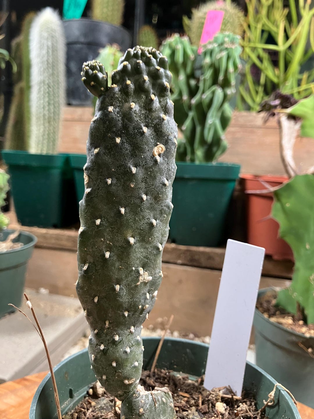 Opuntia Consolea Roadkill Cactus 6”tall This Plant - Etsy