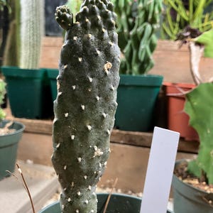 Opuntia Consolea Roadkill Cactus 6”tall This Plant - Etsy