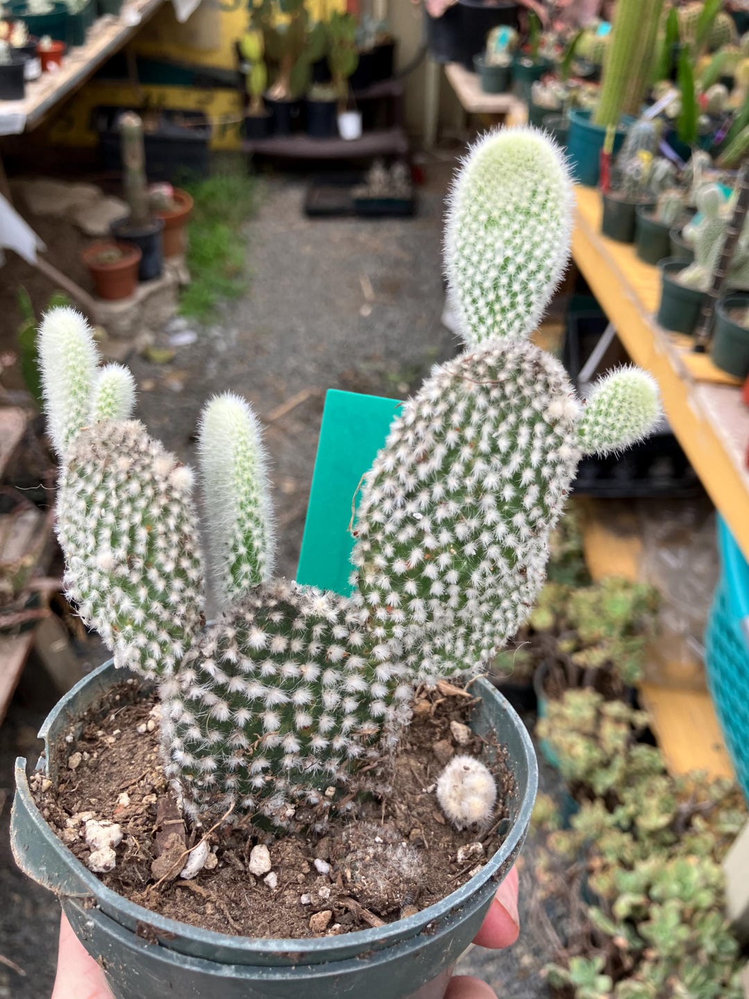 Angel Wings 5"tall 4" Wide Cactus/succulent Living Plant - Etsy