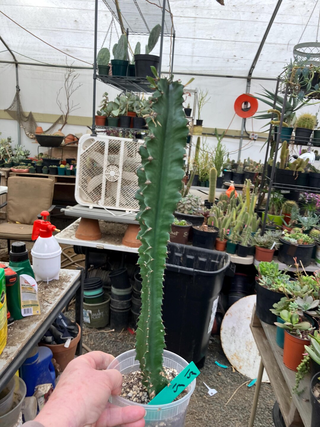 Euphorbia Ingens Chocolate Drop 16 Tall This Plant Bare Root - Etsy