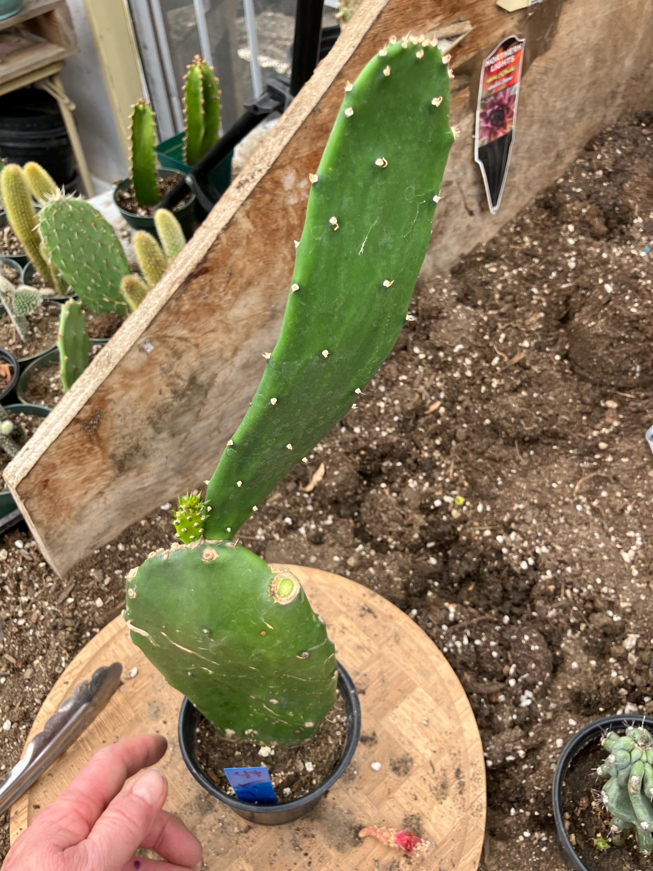 Opuntia Emerald Wave Cactus: Fast Growing, Orange/red Blooms - Etsy