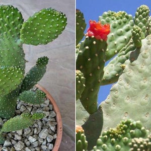 Opuntia Consolea Roadkill Cactus 8”tall This Plant - Etsy