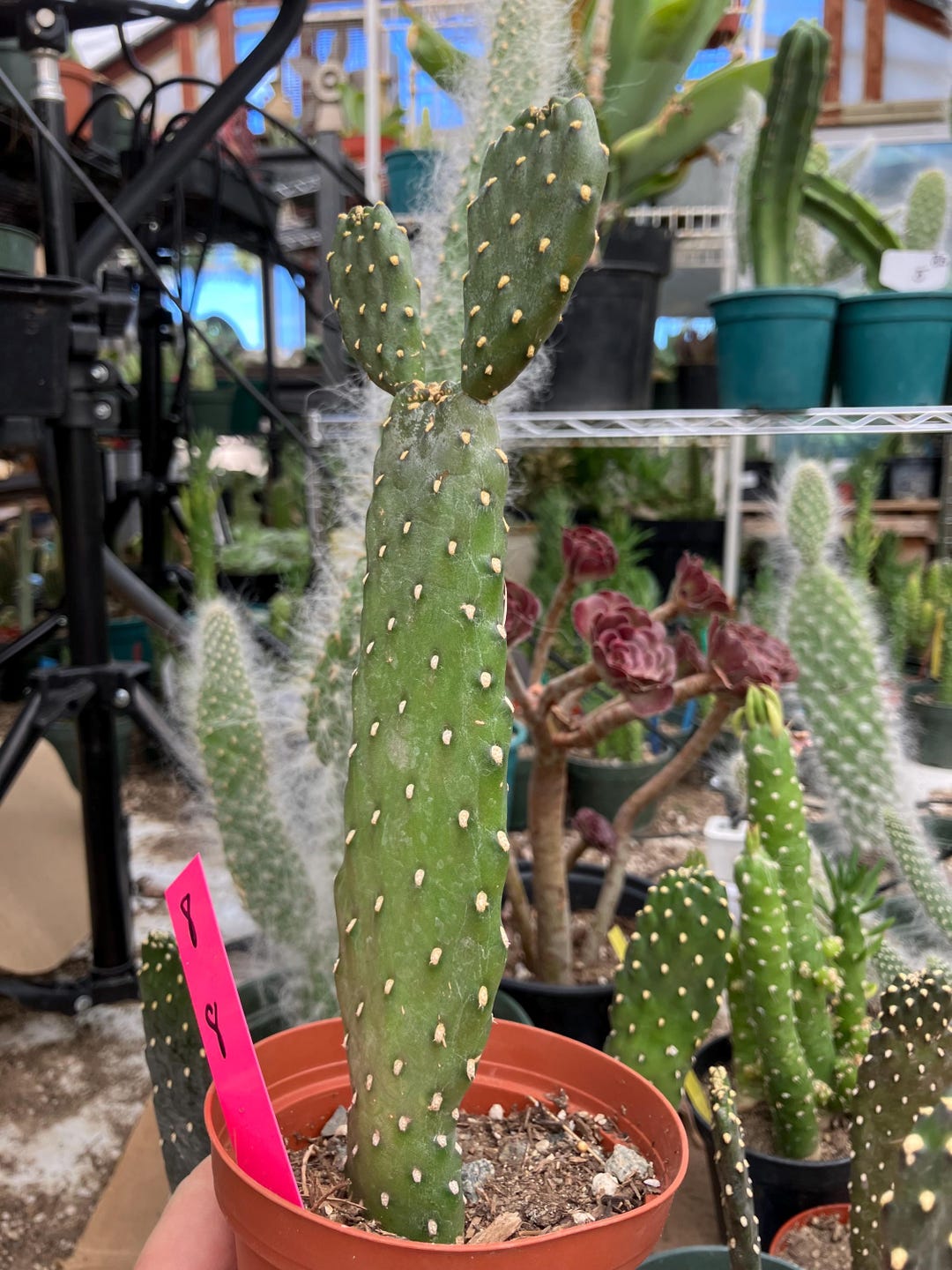 Opuntia Consolea Roadkill Cactus 8”tall This Plant - Etsy