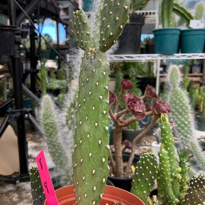 Opuntia Consolea Roadkill Cactus 8”tall This Plant - Etsy