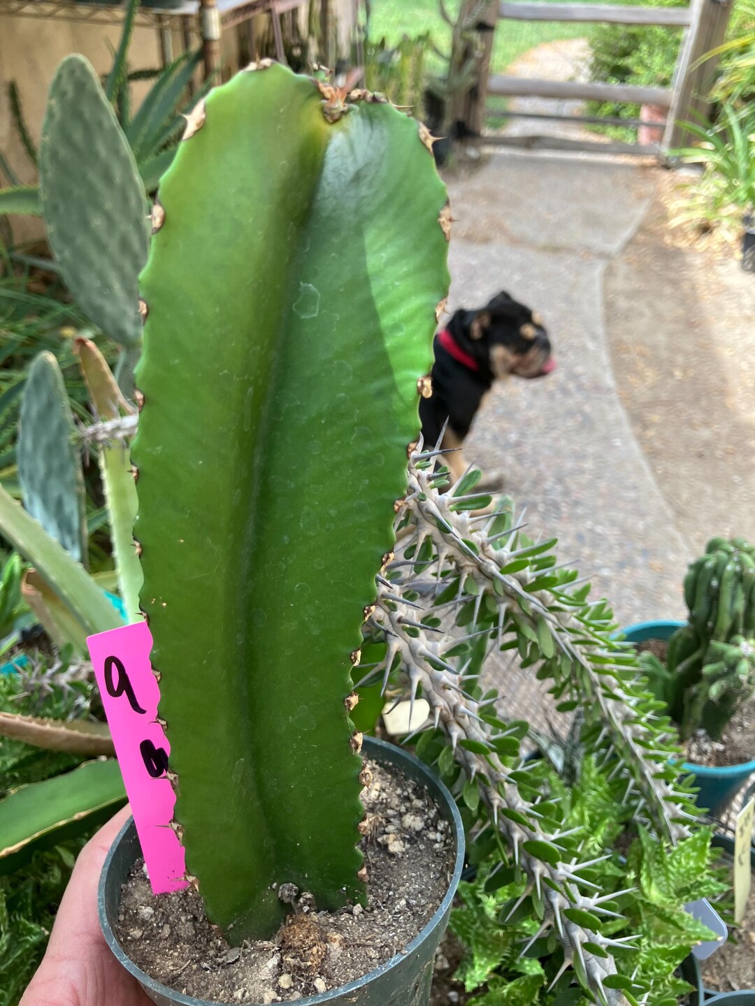Euphorbia Ingens Chocolate Drop 9 Tall This Plant Bare Root - Etsy