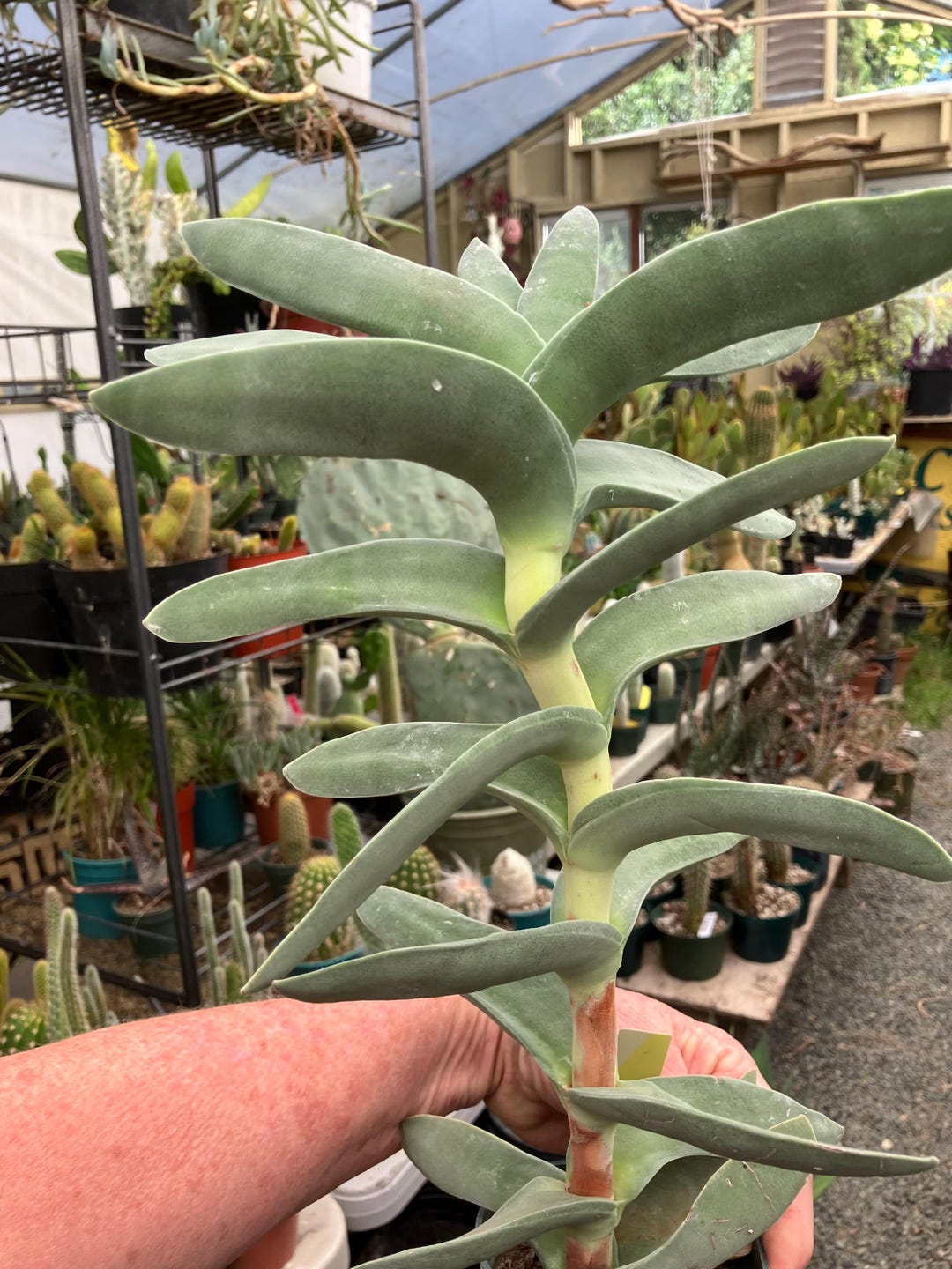 Crassula Falcata Propeller, Airplane Plant Succulent 8”tall "this Plant ...