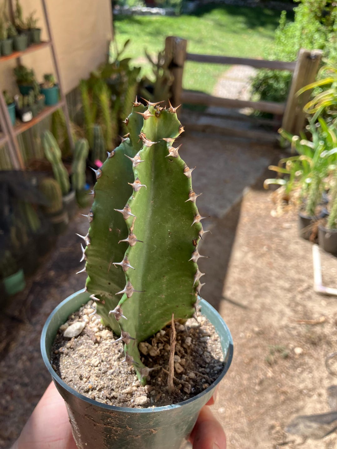 Euphorbia Ingens Chocolate Drop 5.5 Tall This Plant Bare Root - Etsy