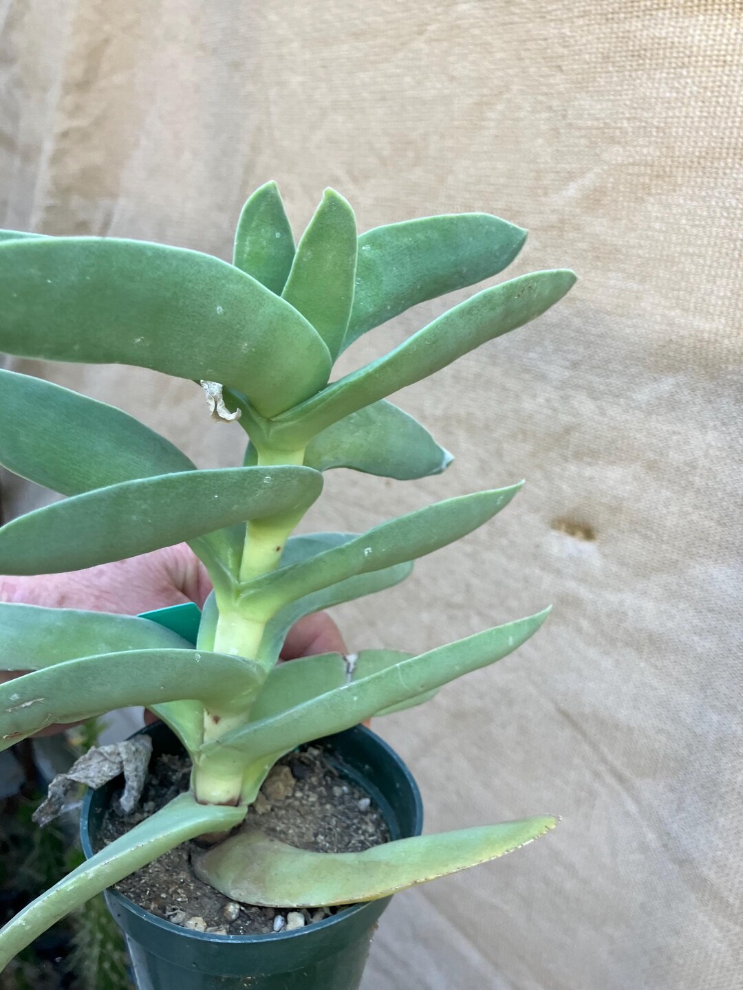 Crassula Falcata Propeller, Airplane Plant Succulent 8tall, 7wide this ...