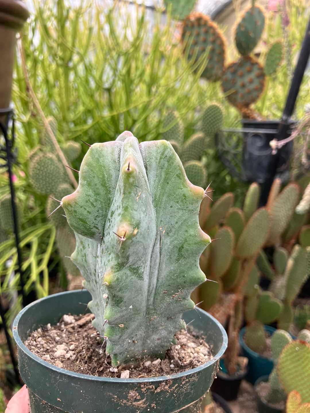 Lemaireocereus Pruinosus Grey Ghost Organ Pipe "this Plant" 4" Tall 2.5 ...