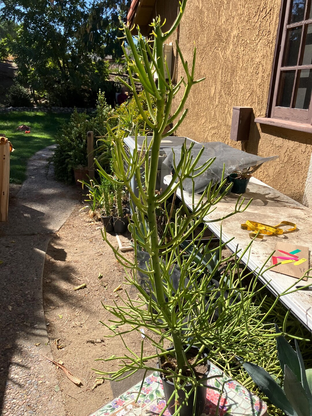 Euphorbia Tirucalli Pencil Cactus 38" Tall 20" Wide This Plant - Etsy