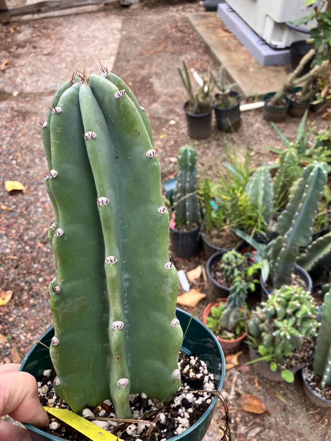 Cereus Peruvianus Night Blooming Cactus Peruvian Apple Cactus 10" Tall ...
