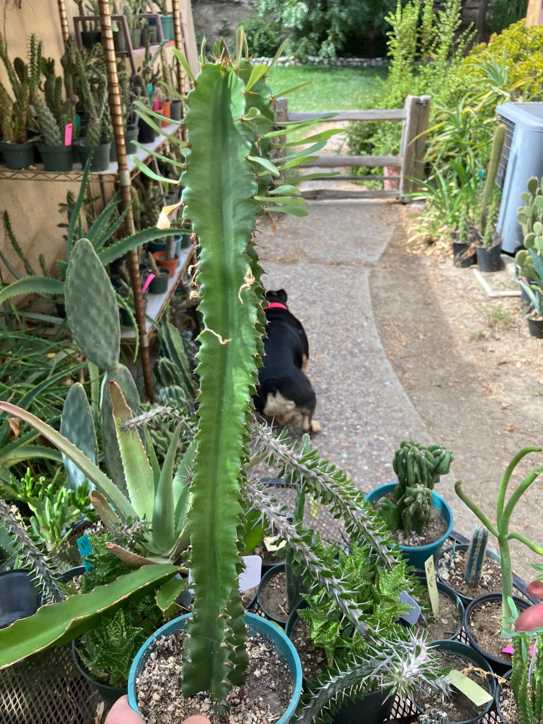Euphorbia Ingens Chocolate Drop 18 Tall This Plant Bare Root - Etsy