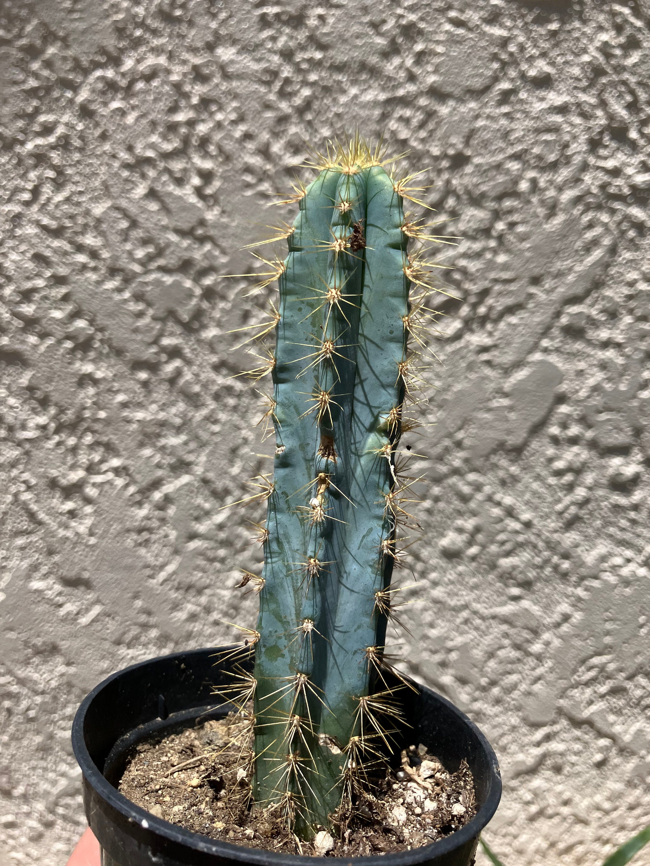 Blue Torch Cactus pilosocereus Azureus 6 Tall free Shipping This Exact ...