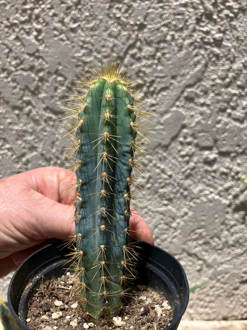 Blue Torch Cactus pilosocereus Azureus 5 Tall free Shipping This Exact ...